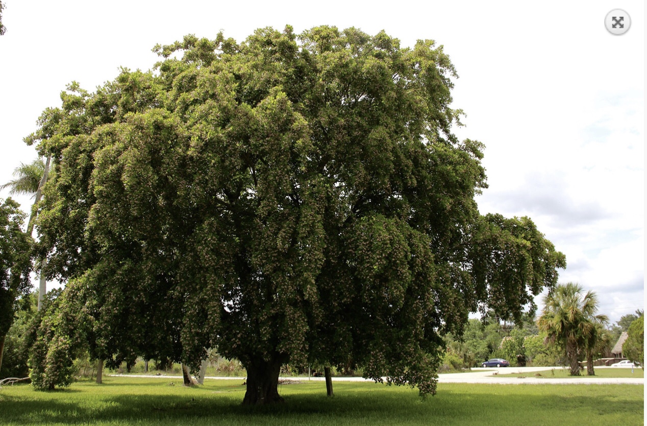 Trees – Me and MYCycle