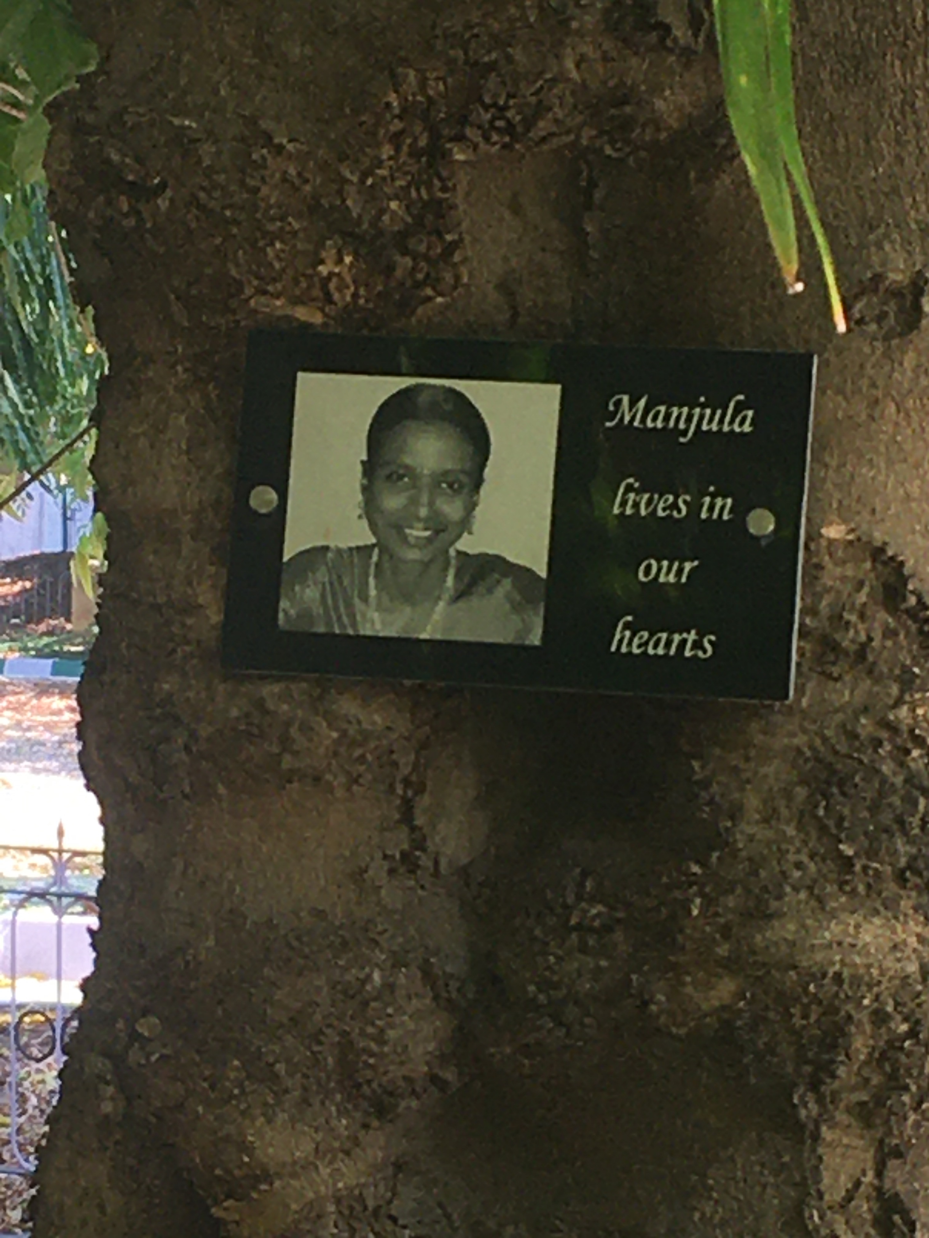 Manjula’s Tree – Me and MYCycle