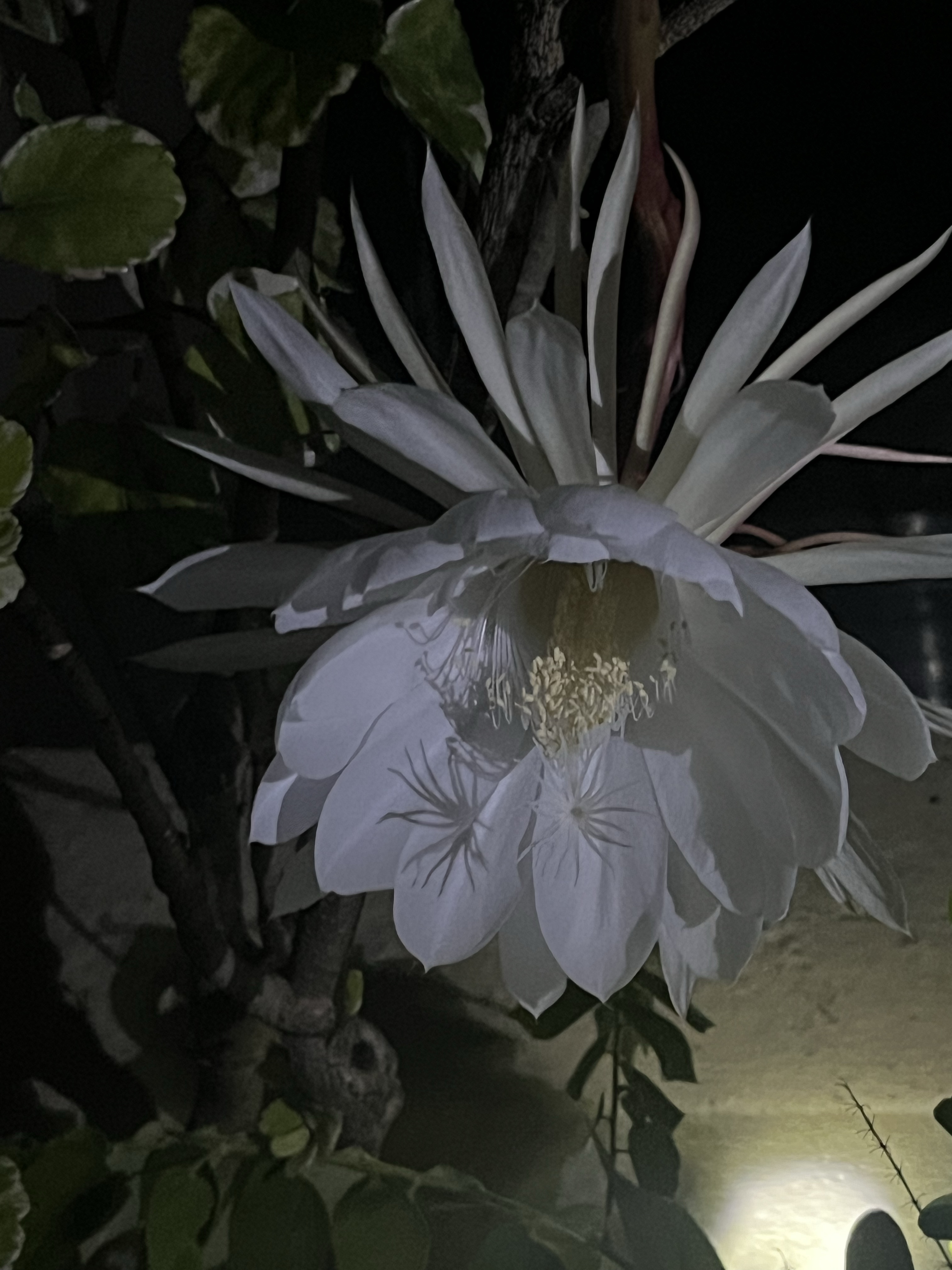 Me and MYCycle – our story in south India