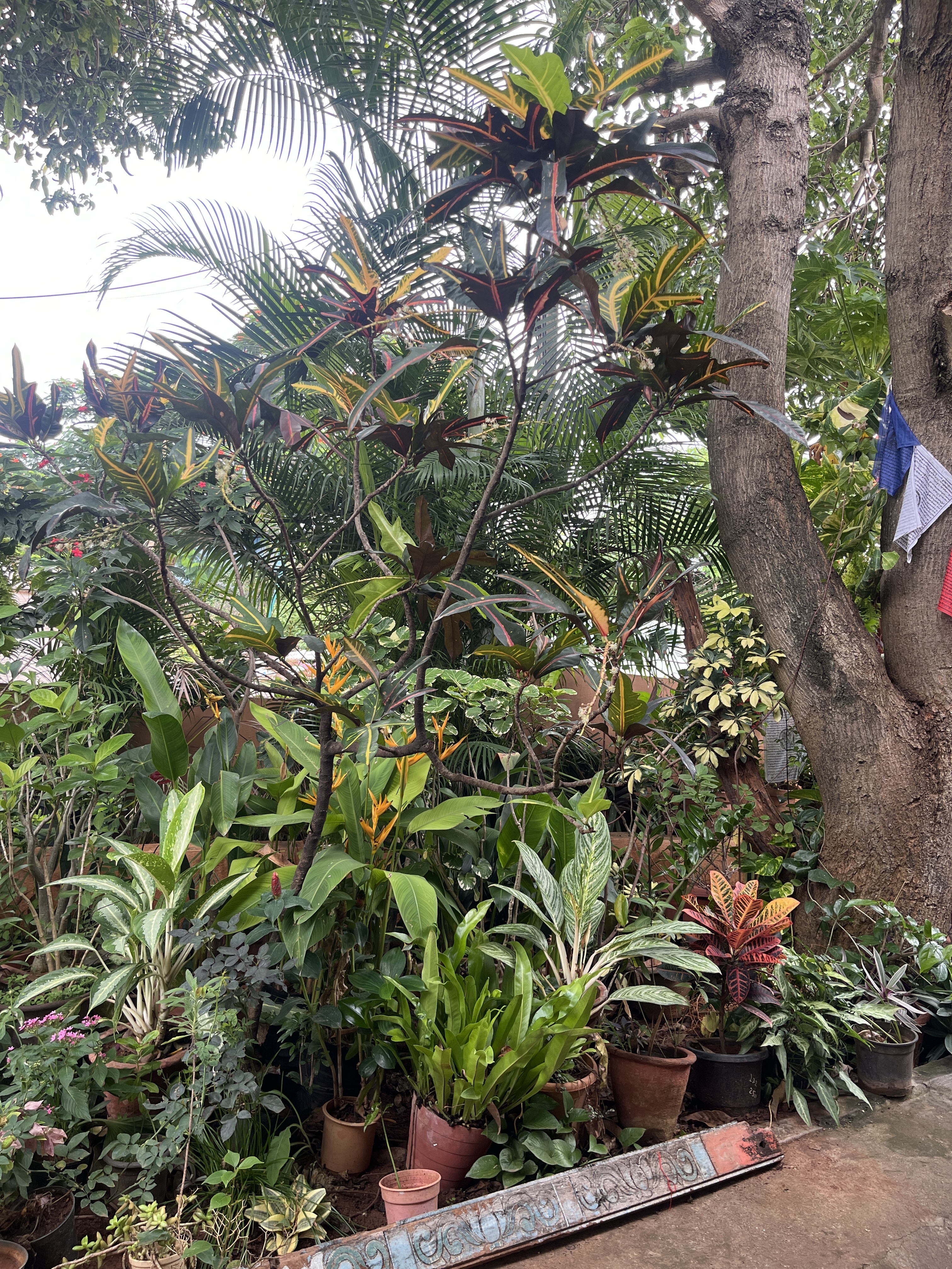 Garden gets better – Me and MYCycle